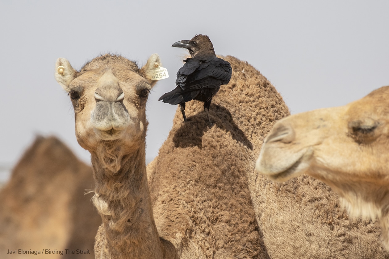 Private Wildlife Tour: Sand Cat in the Western Sahara | Birding The Strait